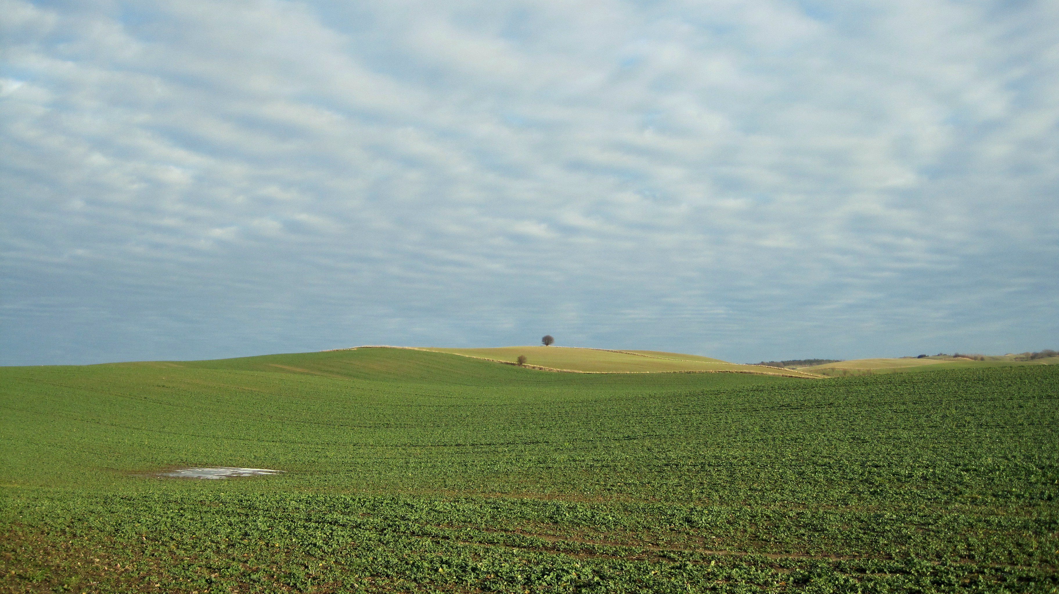 Høstet rapsmark på Mols - KronjyderKronjyder